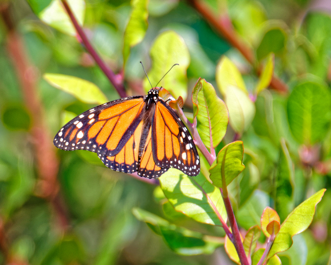미국~멕시코 ‘5000㎞’ 왕복비행… 제왕나비 개체 99% 증가 | 문화일보